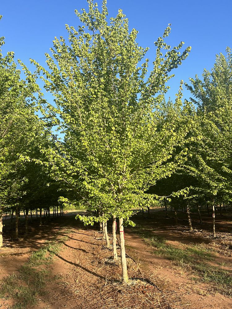 Aeryn Trident Maple 15 Gallon Container – Tree Farm Direct