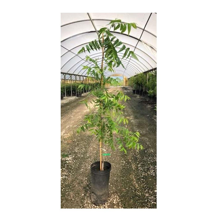 Avalon Pecan 7 Gallon Container – Tree Farm Direct