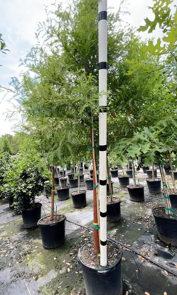 Bald Cypress 15 Gallon Container – Tree Farm Direct
