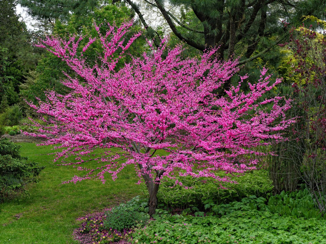 Eastern Redbud 5 Gallon Container – Tree Farm Direct