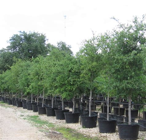 Live Oak 5 Gallon Container – Tree Farm Direct