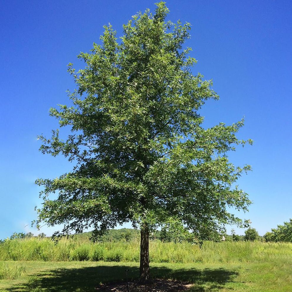 Nuttall Oak 5 Gallon Container – Tree Farm Direct