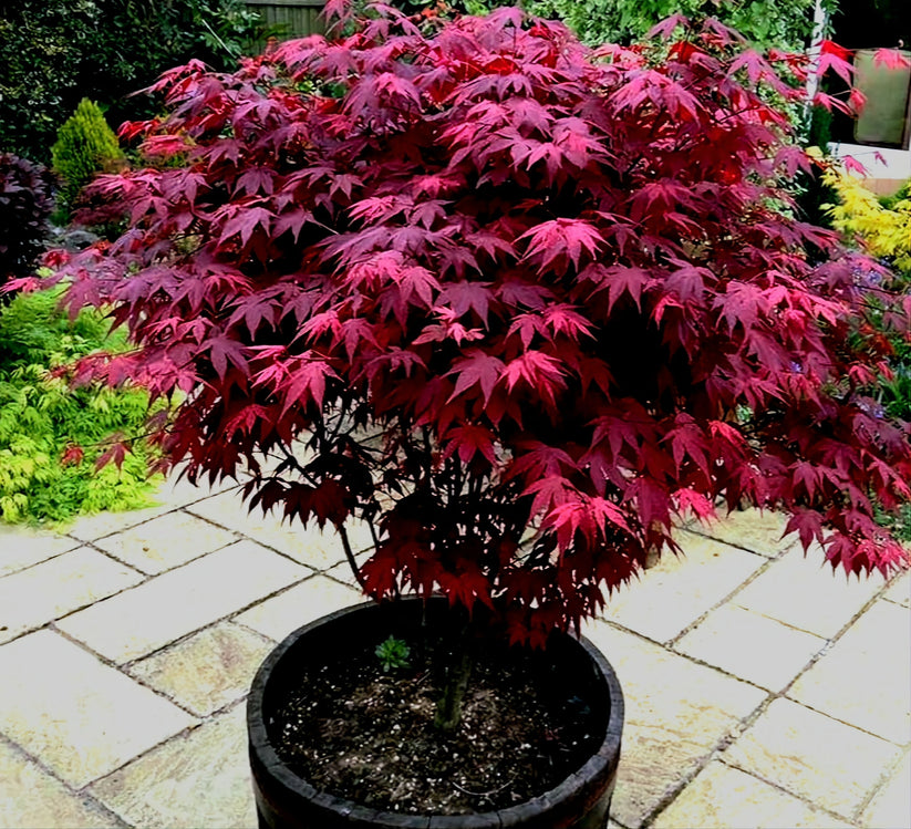 Red Leaf Japanese Maple 5 Gallon Container – Tree Farm Direct